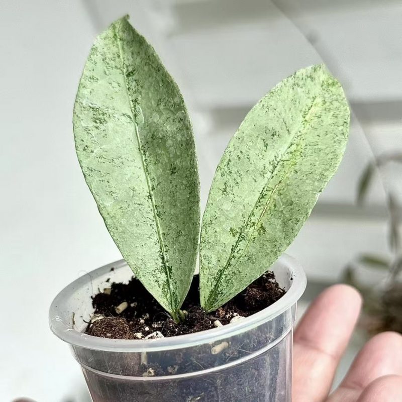 (Rare) Hoya amicabilis silver for sale - HappyForestStore