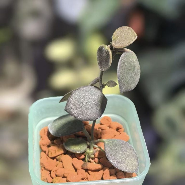 (Rare) Hoya boycei for sale - HappyForestStore