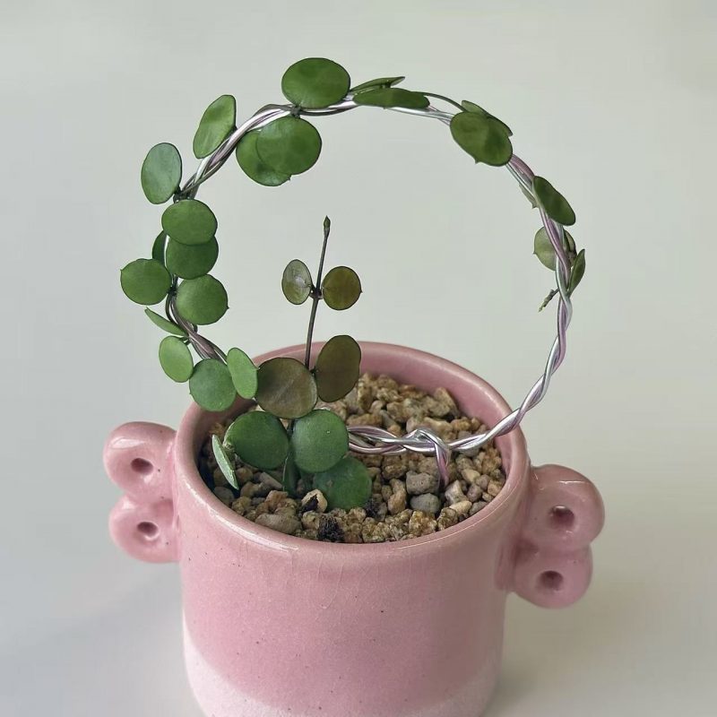 Hoya peltata for sale - HappyForestStore