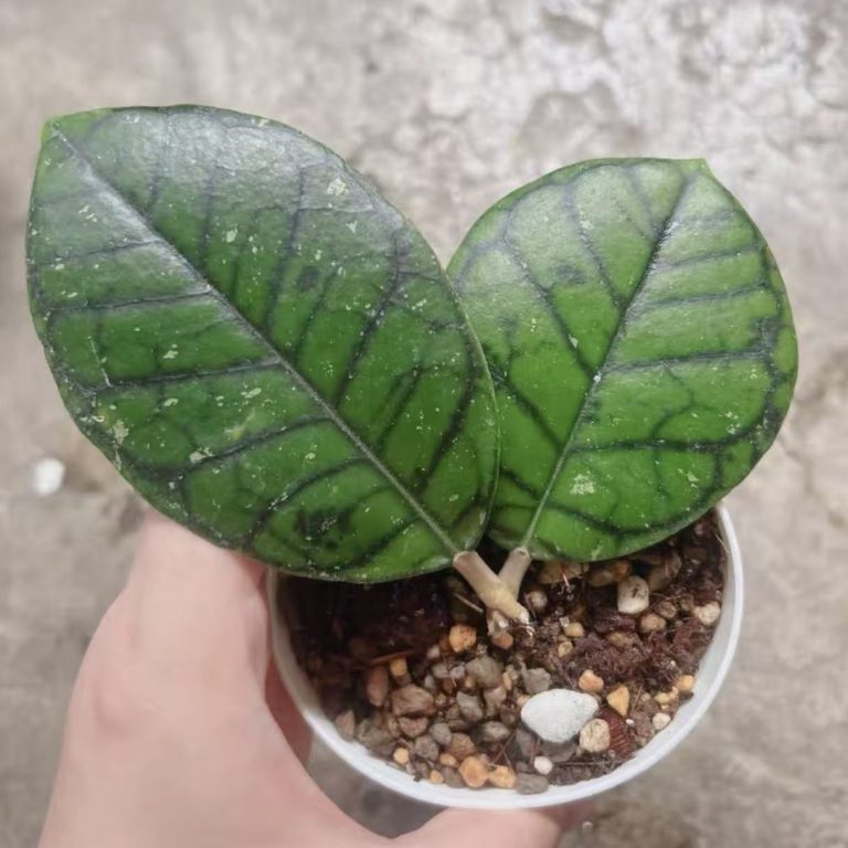 (Rare) Hoya Chibi for sale - HappyForestStore