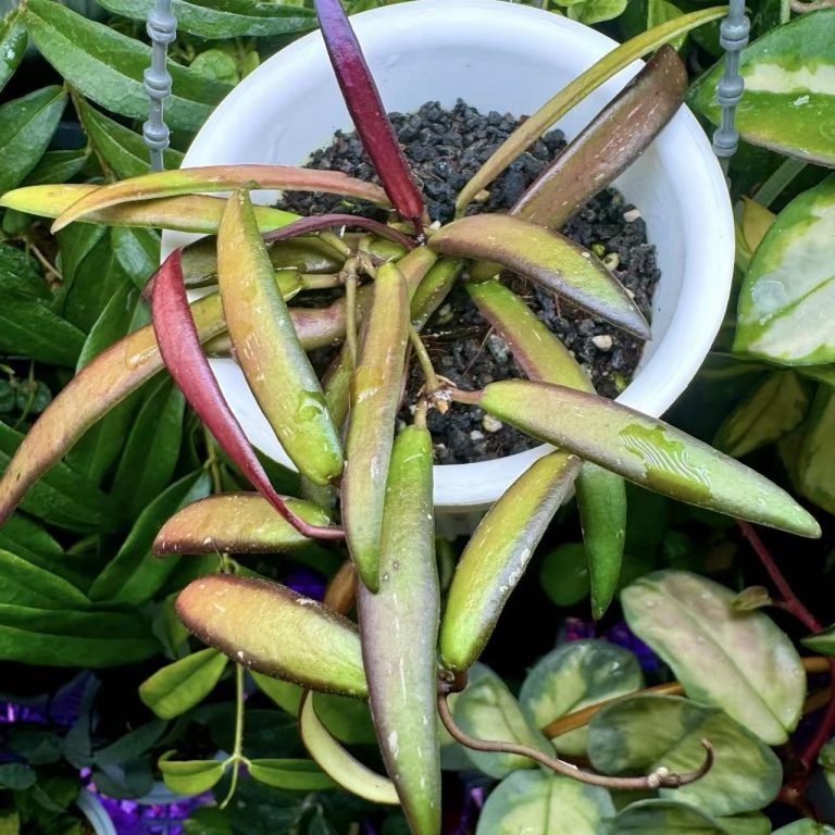 (Rare) Hoya Labi for sale - HappyForestStore