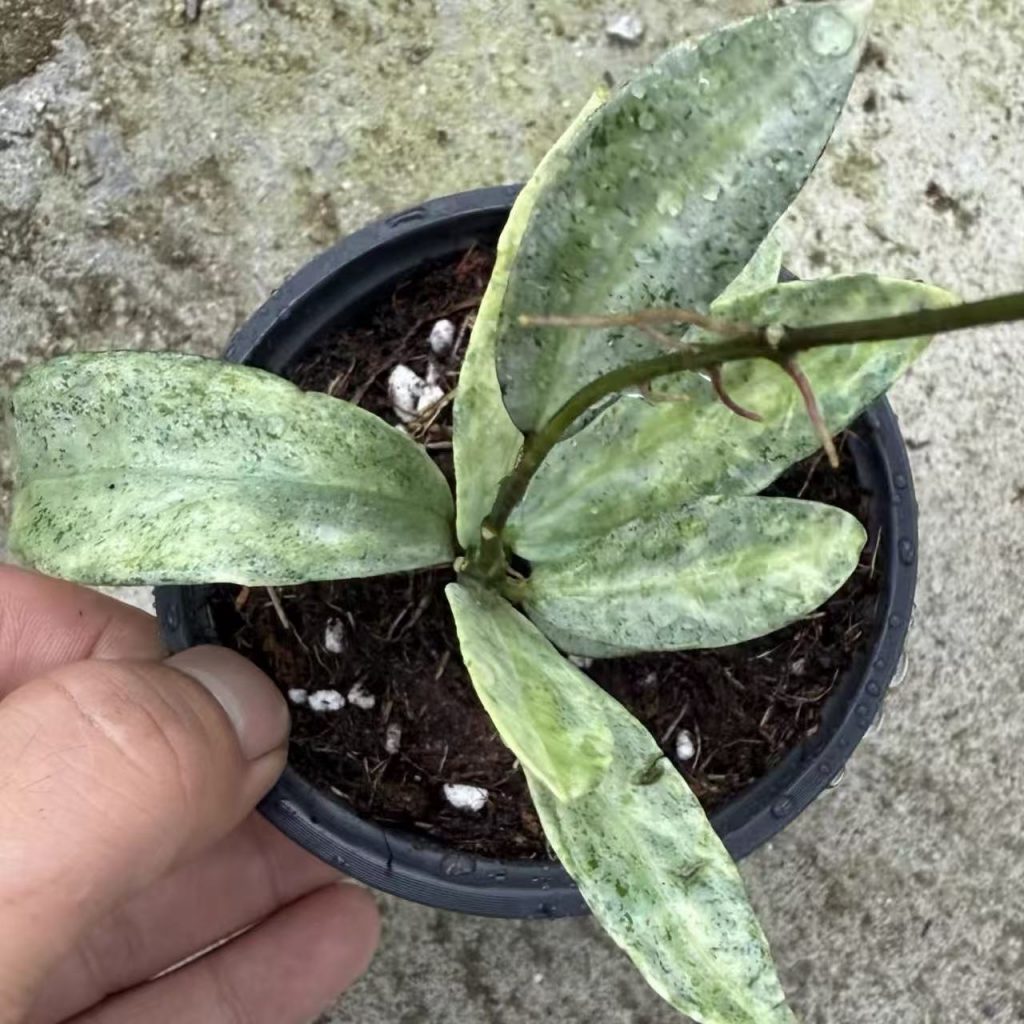 (Rare) Hoya Lacunosa Winter Pandora for sale - HappyForestStore