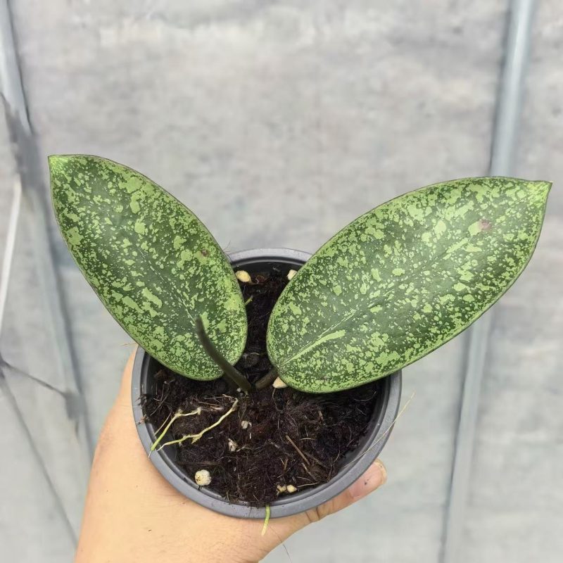 Hoya Silver Dollar Splash for sale - HappyForestStore