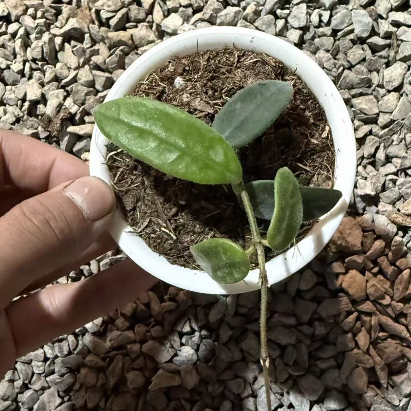 Hoya Wing Bean for sale - HappyForestStore